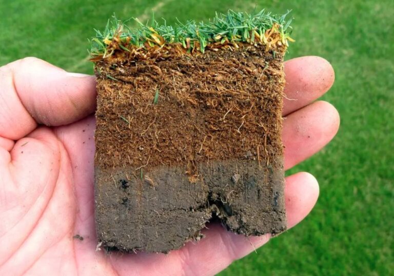 What is Lawn Thatch? Is It Good or Bad For My Lawn?