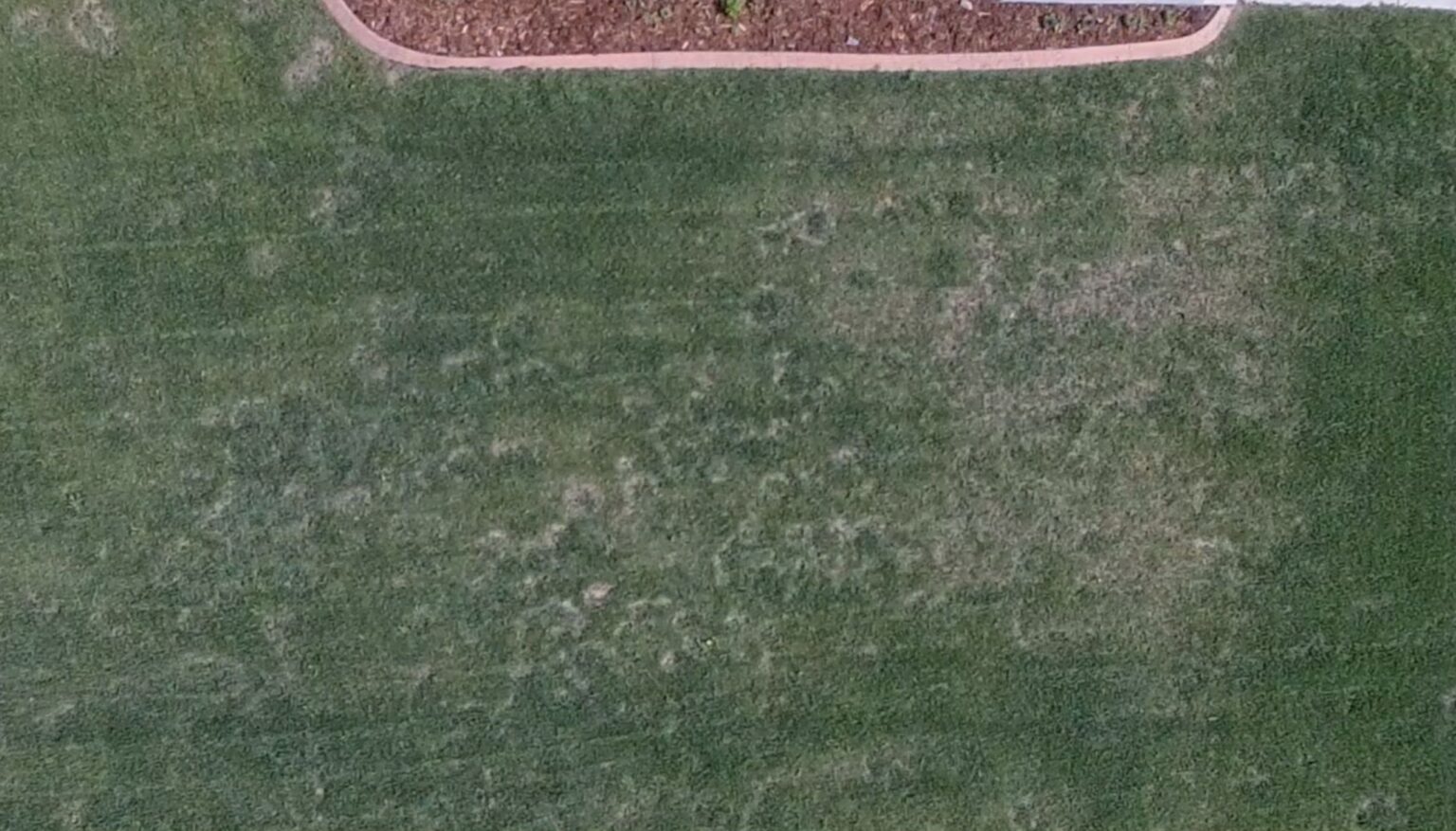 Necrotic Ring Spot Treatment | We Fix the Cause of the Problem!