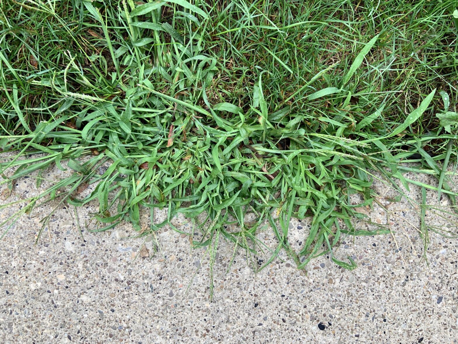 Crabgrass Control | How to Identify Crabgrass vs Clump Grasses