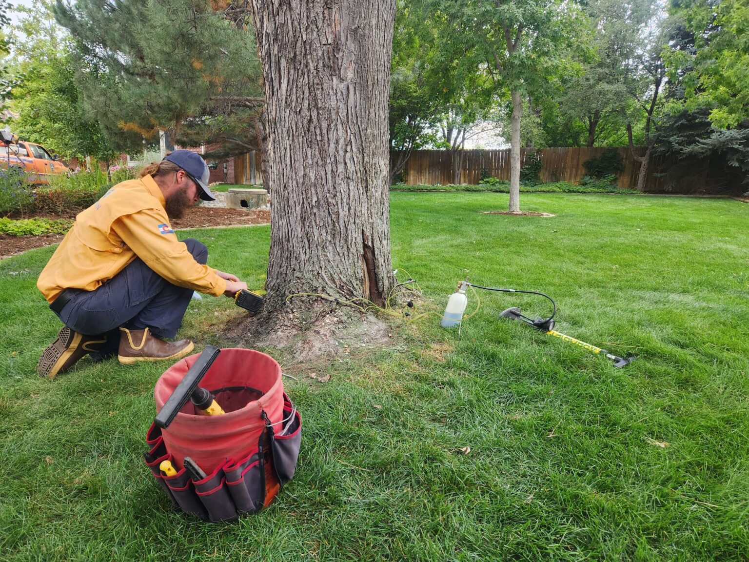Chlorosis Treatments for Maple and Oak Trees | Iron Deficiency Treatments