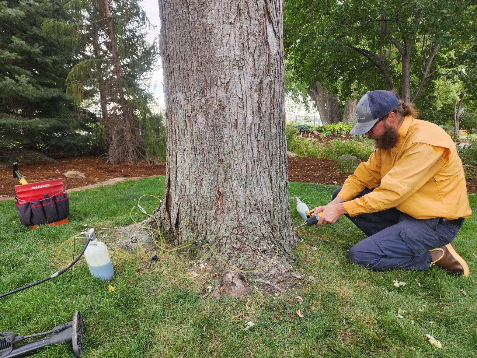 Chlorosis Treatments for Maple and Oak Trees | Iron Deficiency Treatments